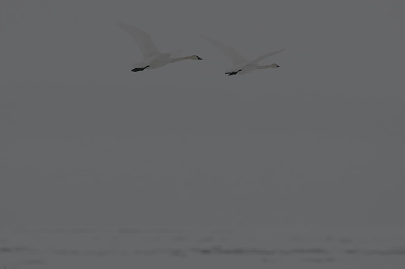 Who We Are – Allied Feather + Down